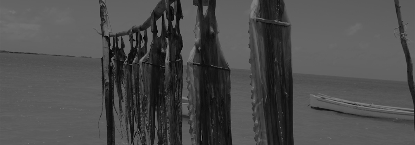 Services in Rodrigues | MCB Forward Foundation